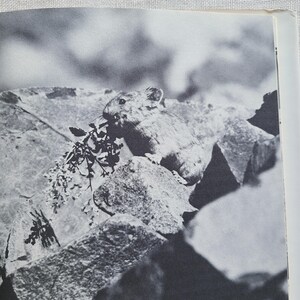 1977 1st Edition the Little Known Pika - Etsy