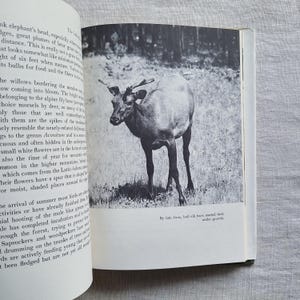 1977 1st Edition the Little Known Pika - Etsy