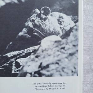 1977 1st Edition the Little Known Pika - Etsy