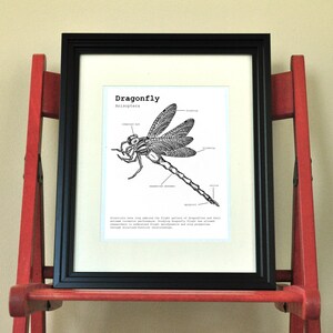 Dragonfly Anisoptera - Etsy