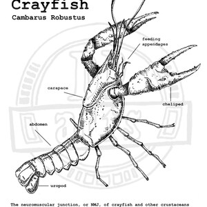 Crayfish Cambarus Robustus - Etsy