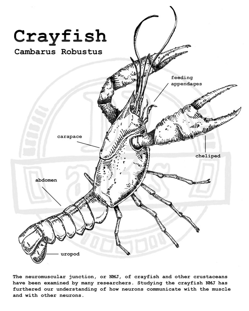 Crayfish Cambarus Robustus - Etsy