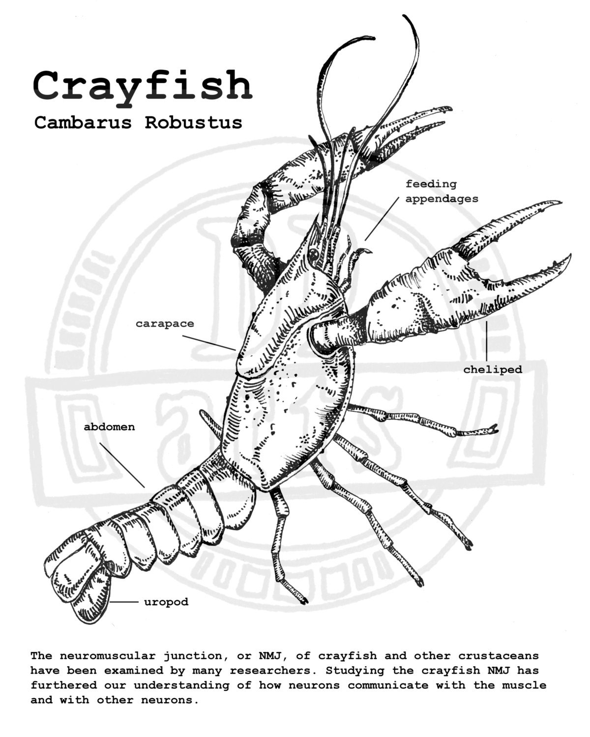 Crayfish Cambarus Robustus - Etsy