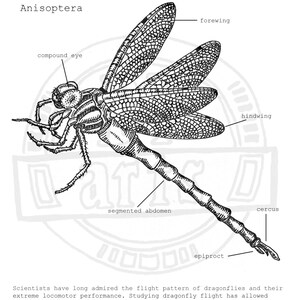 Dragonfly Anisoptera - Etsy