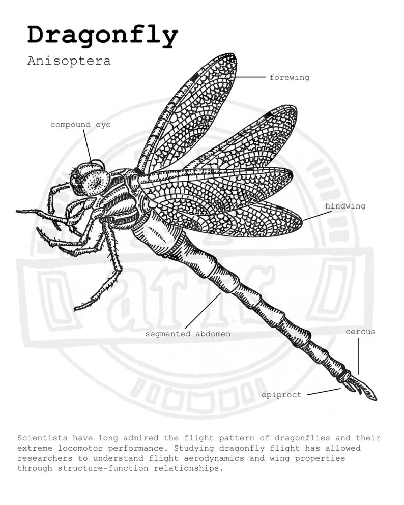 Dragonfly Anisoptera - Etsy
