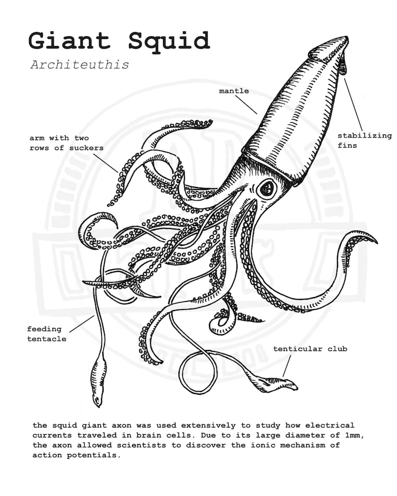 Giant Squid Architeuthis - Etsy