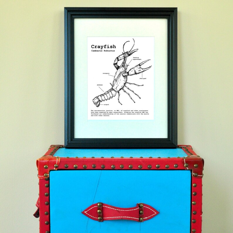 Crayfish Cambarus Robustus - Etsy
