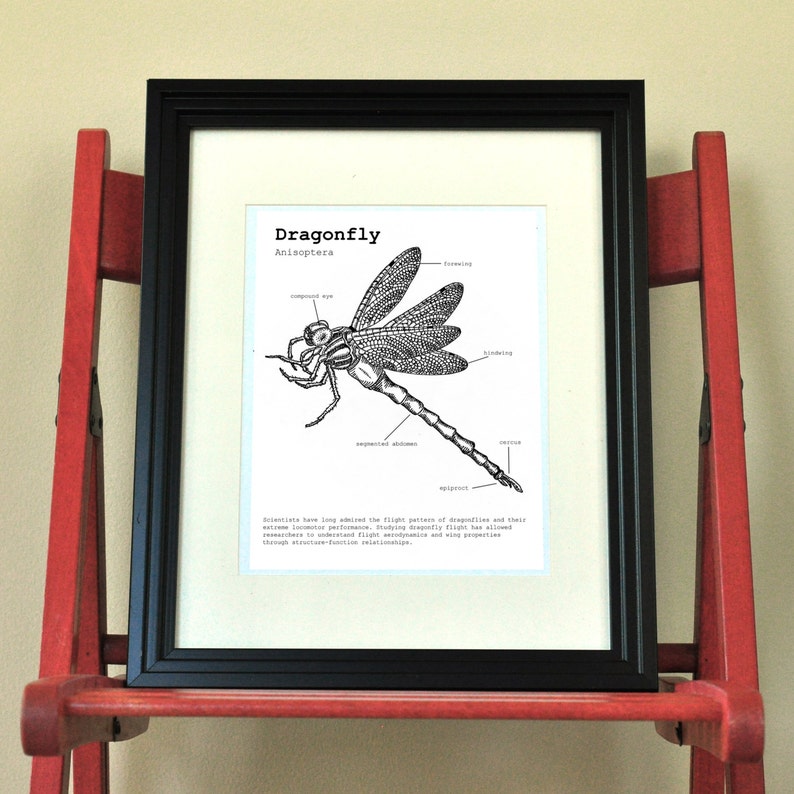 Dragonfly Anisoptera - Etsy