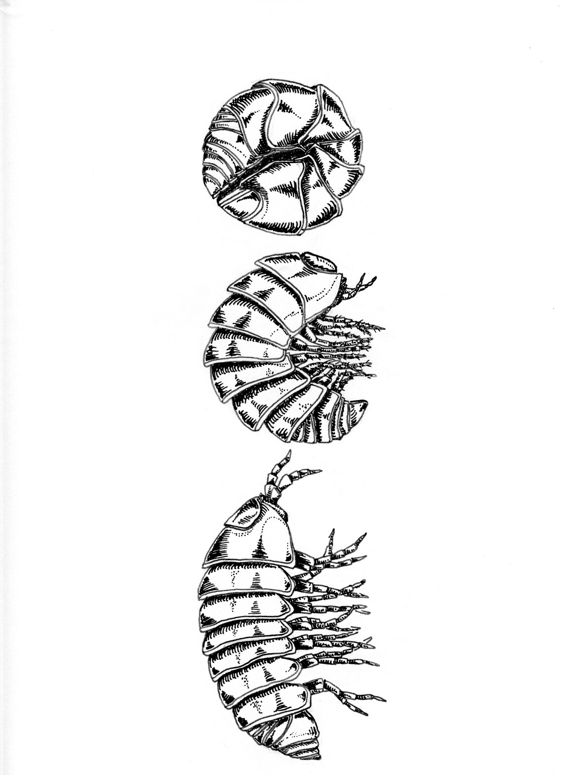 Roly Poly Pill Bug - Etsy