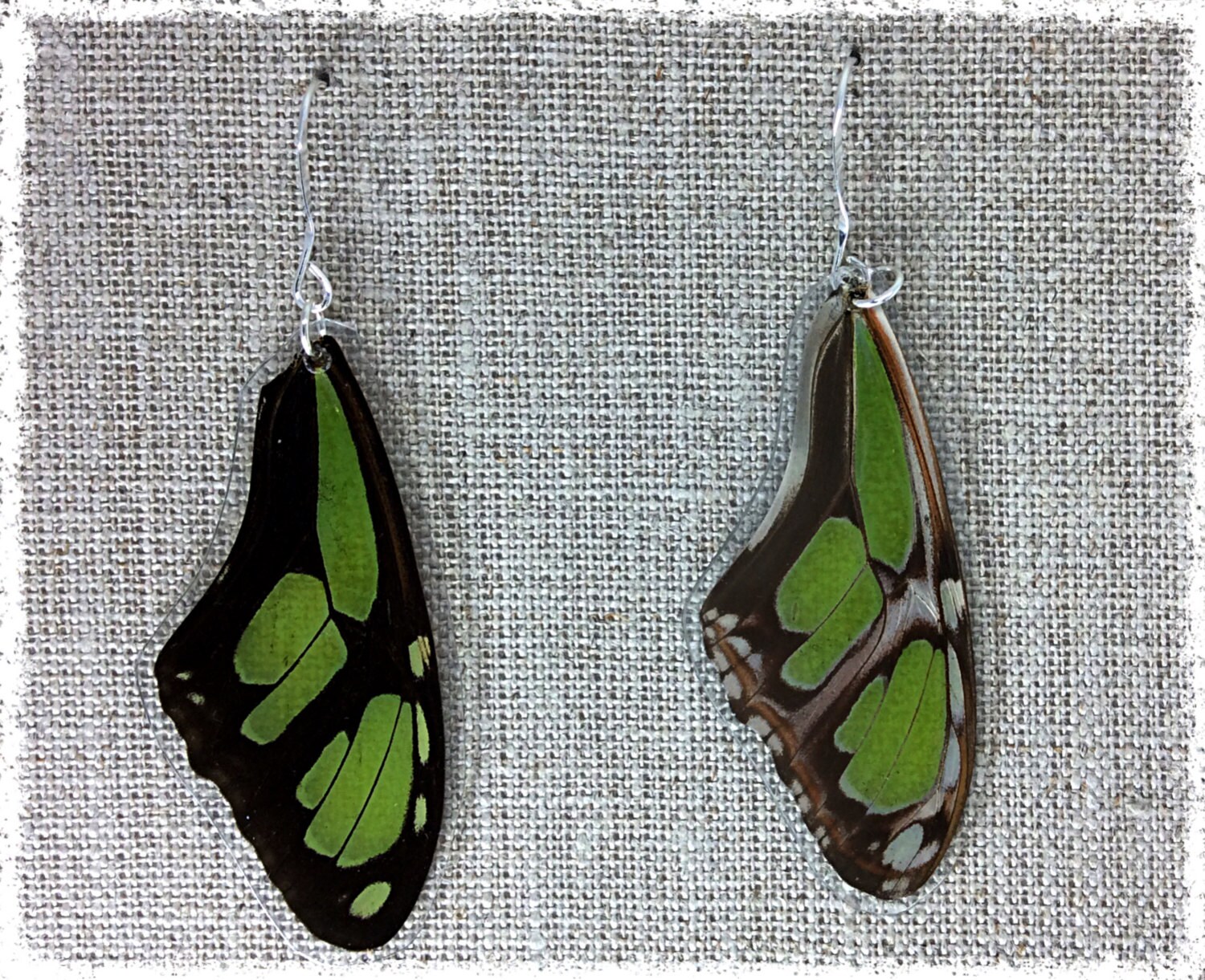 Real Butterfly Wing Jewelry; Butterfly Wing Earrings; Scarce Bamboo ...