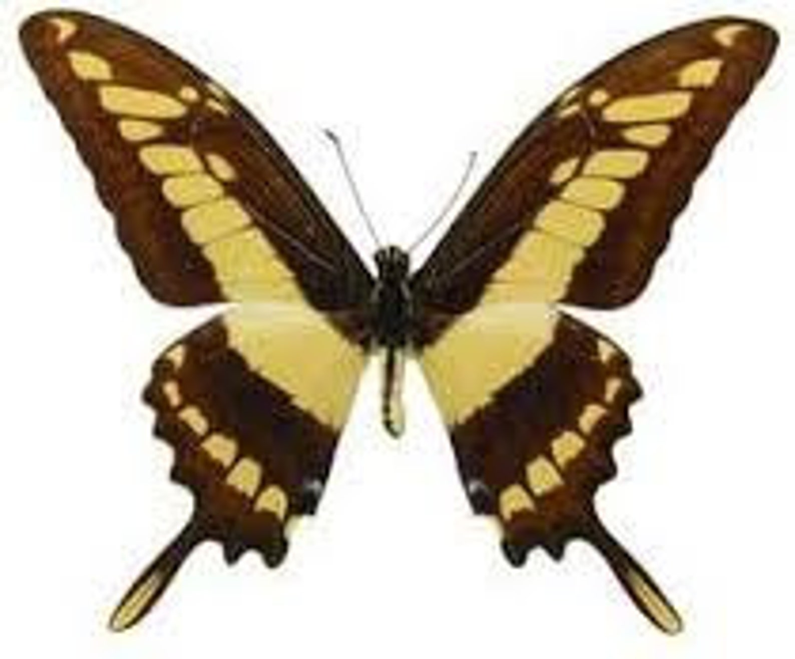 Real Butterfly Wing Jewelry; Butterfly Wing Earrings; Yellow Butterfly ...