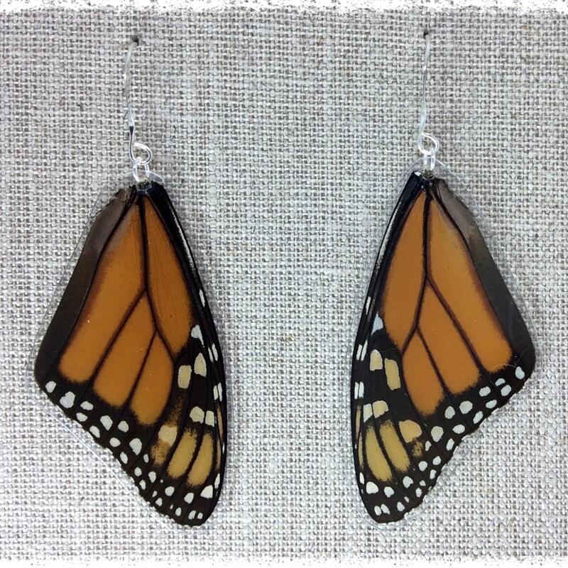 Real Butterfly Wing - Etsy