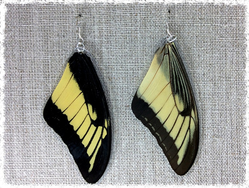 Real Butterfly Wing Jewelry; Butterfly Wing Earrings; Yellow Butterfly ...