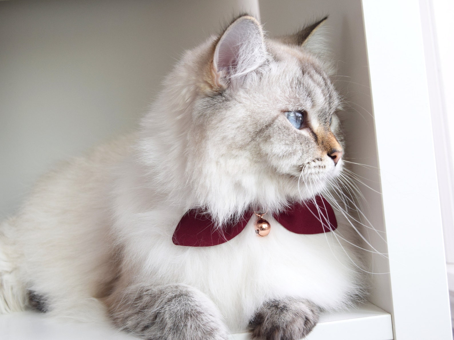 Burgundy Fancy Cat Collar With Rose Gold Bell Luxury - Etsy
