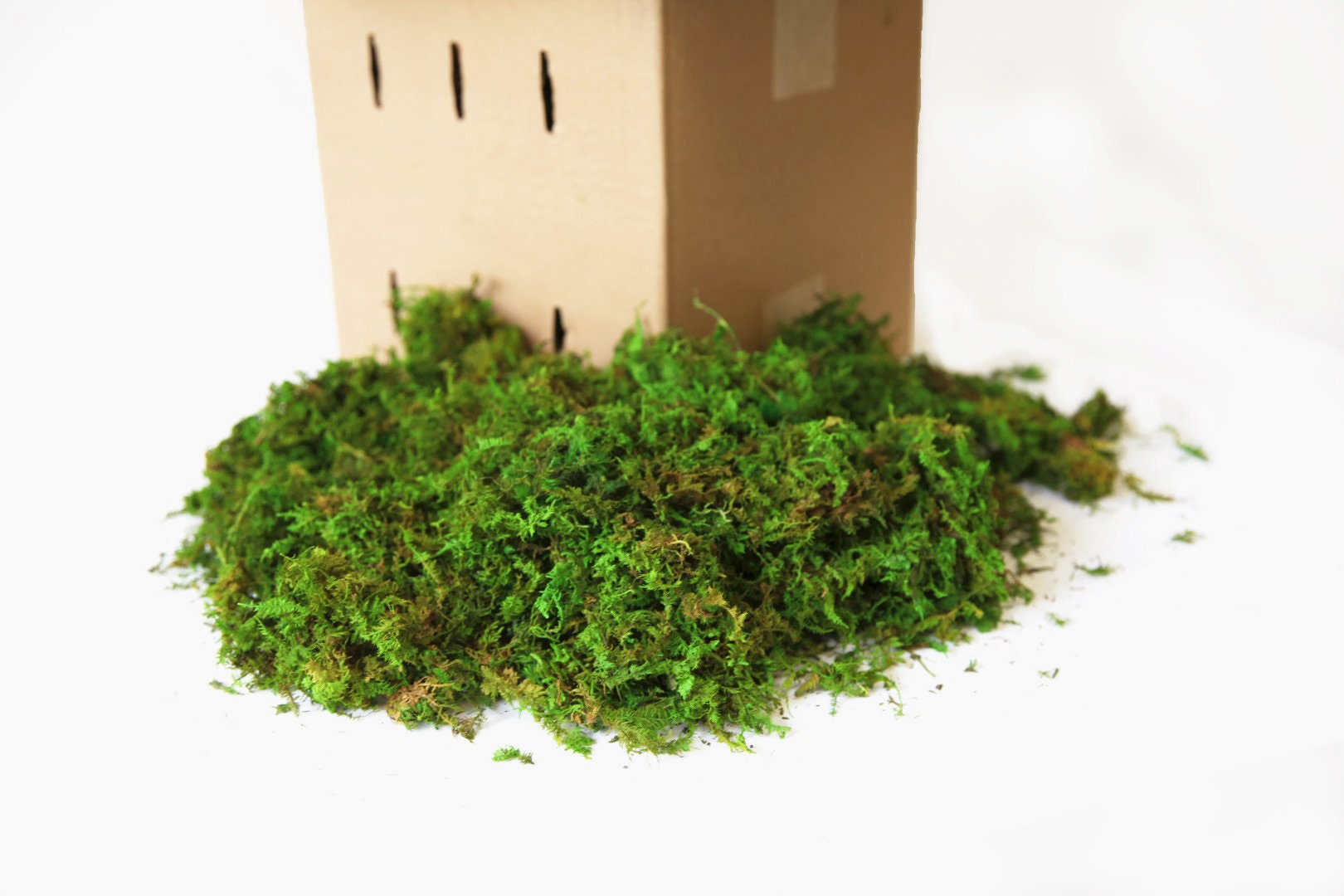 SPECIAL! Loose Forest Moss Premium Preserved in Color Leaf Green - Etsy
