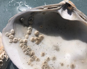 Barnacle Aquarium Decor - Etsy