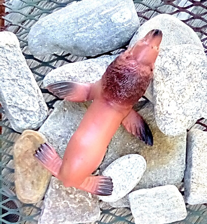 Plastic Sea Lion Figures Plastic Seals Plastic Toy Seals | Etsy