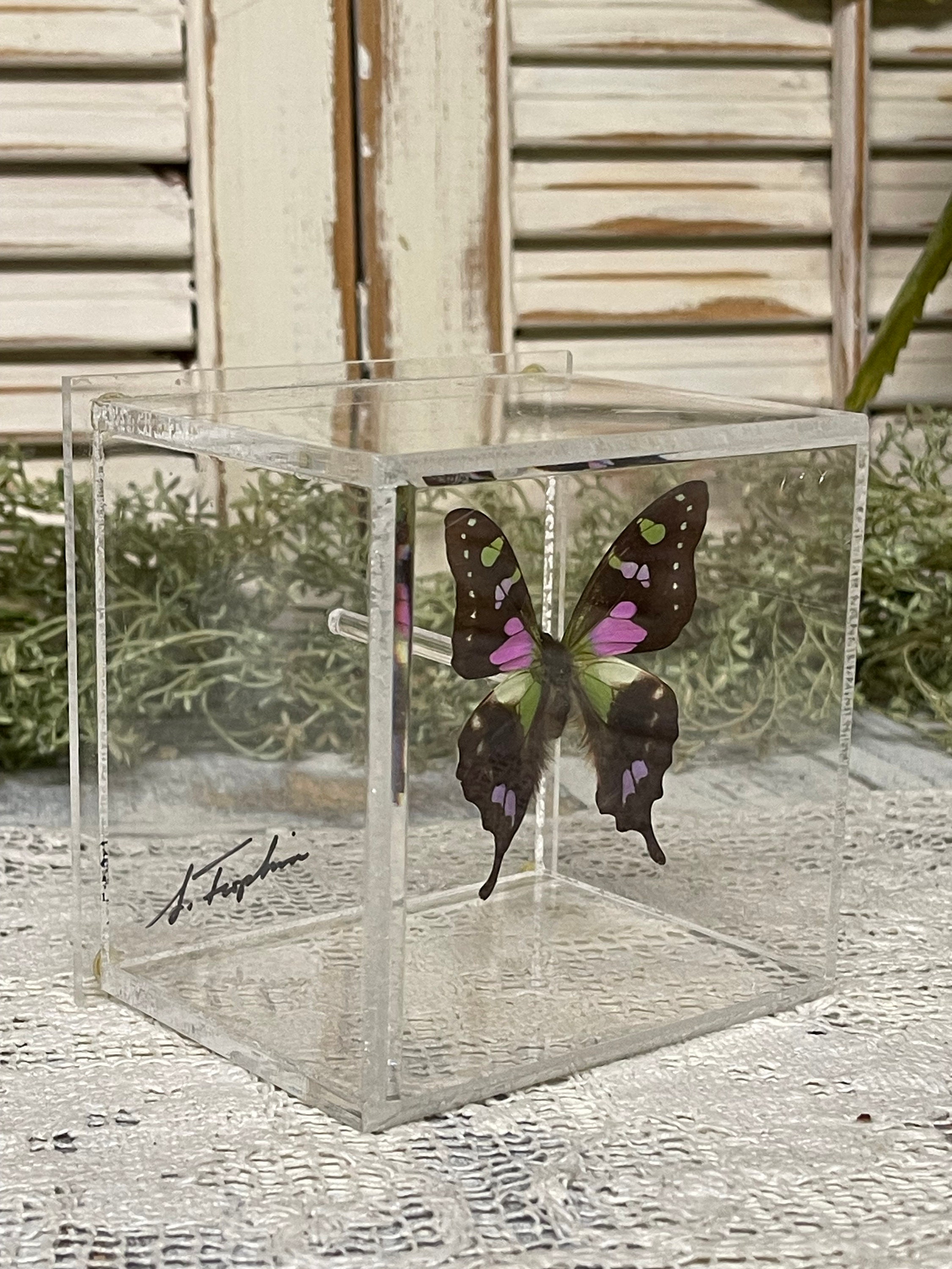 Display Box With Butterfly/ Butterflies/ Display/ Case/ Clear Plastic ...