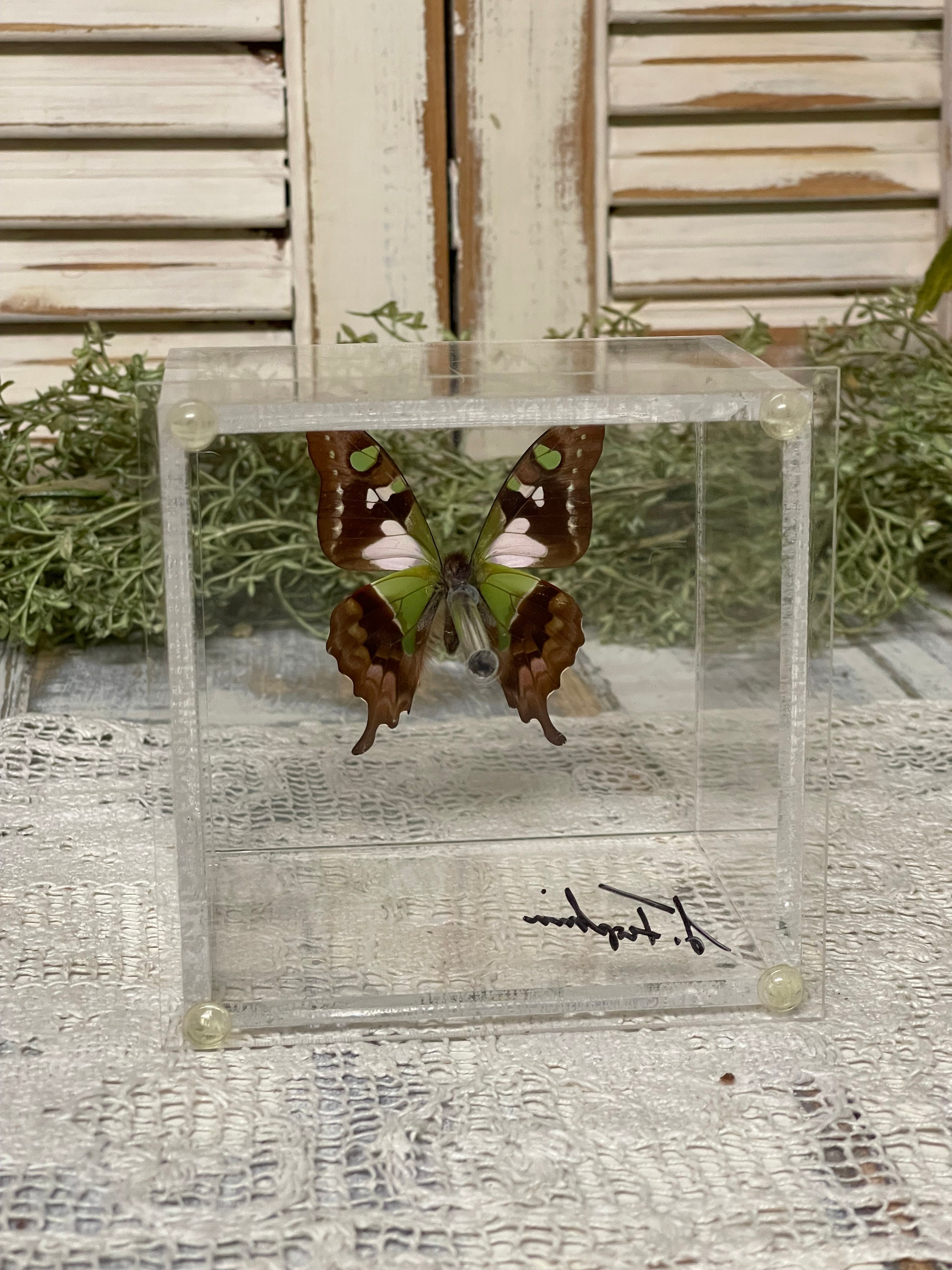 Display Box With Butterfly/ Butterflies/ Display/ Case/ Clear Plastic ...