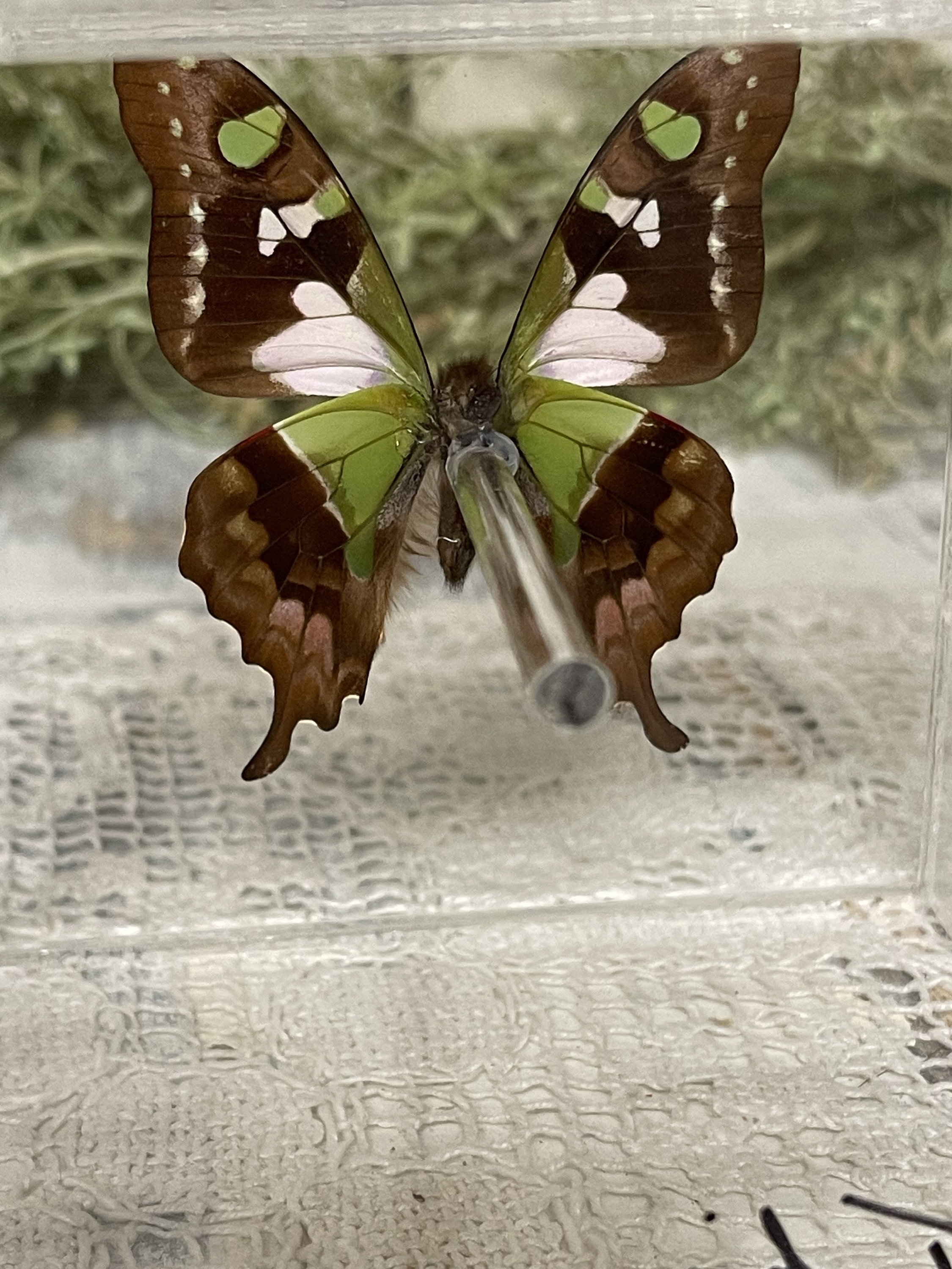 Display Box With Butterfly/ Butterflies/ Display/ Case/ Clear Plastic ...