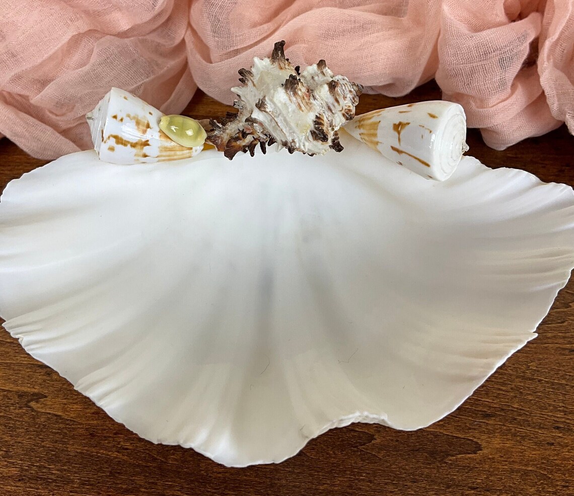 Vintage Clam Shell Dish ~ Real Clam Shell and Sea Shells Dish ...