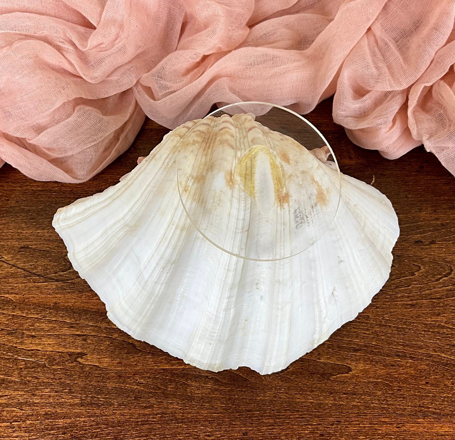 Vintage Clam Shell Dish ~ Real Clam Shell and Sea Shells Dish ...