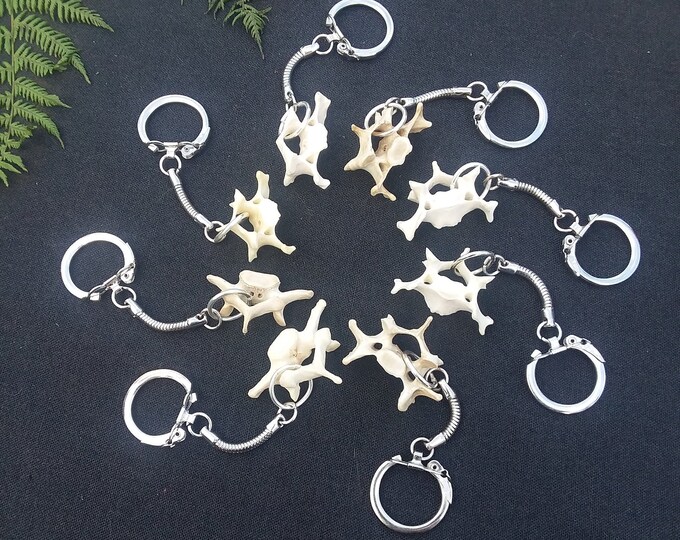 Raccoon Vertebrae Keychain Bone Keychain Bone Key Chain - Etsy