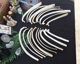 Real animal bones | Etsy