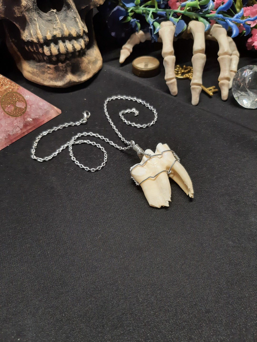 XL Cow Tooth Pendant Tooth Pendant Cow Tooth Necklace Real - Etsy