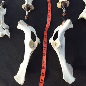 Dreamcatcher, Bone Dreamcatcher, Skull Dreamcatcher, Wall Hanging, Bone ...