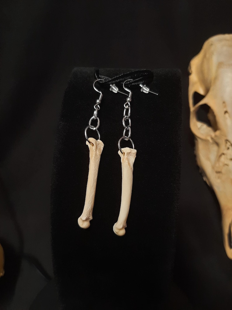 Bobcat Bone Earrings, Bone Earrings, Animal Bone, Oddities, Witch ...
