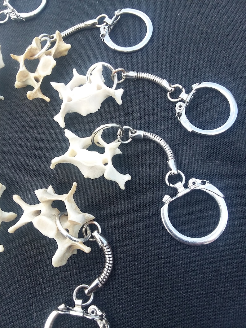 Raccoon Vertebrae Keychain Bone Keychain Bone Key Chain | Etsy