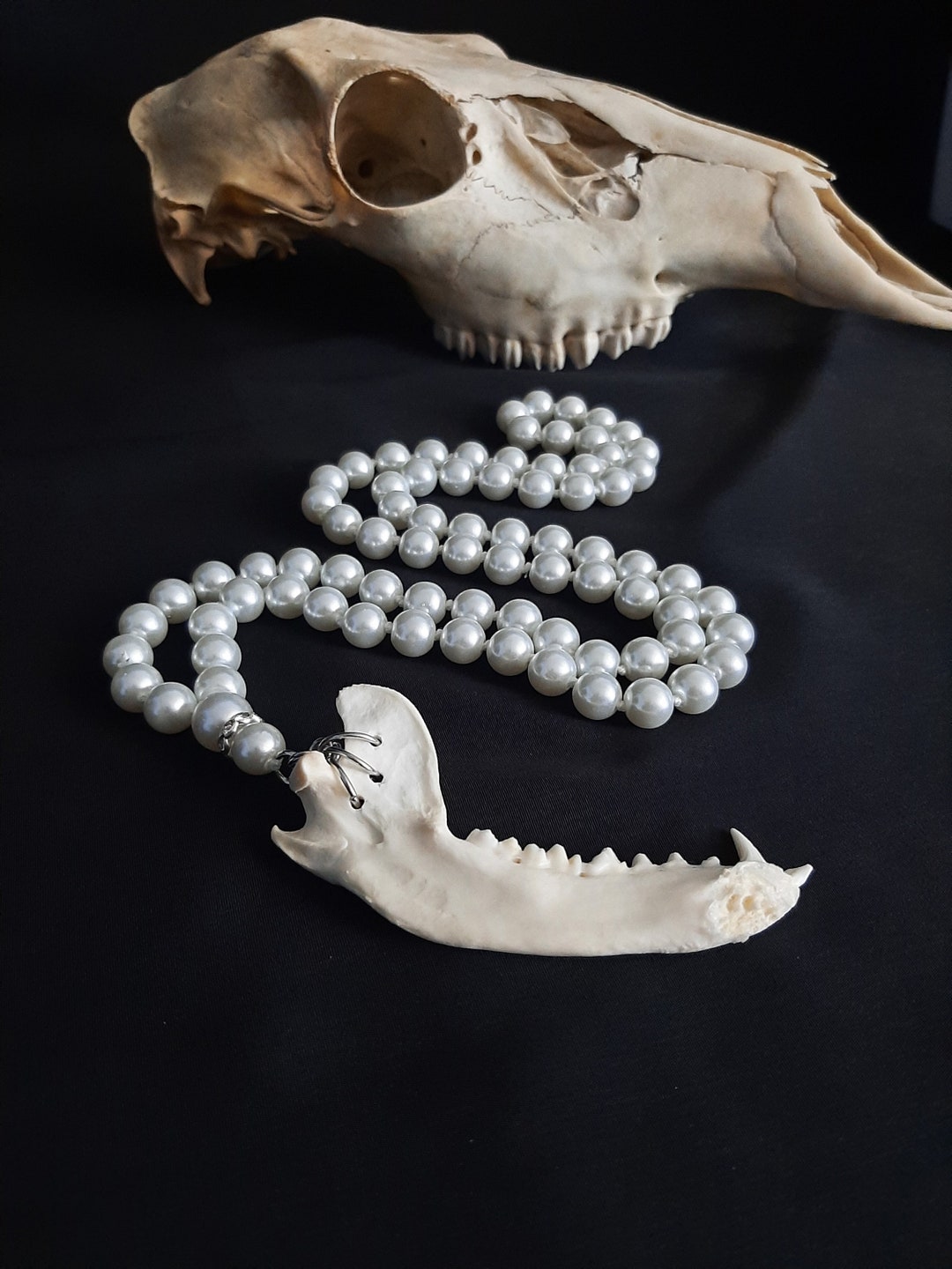 Raccoon Jawbone Necklace, Pearl Bone Necklace, Real Bone Necklace, Bone ...