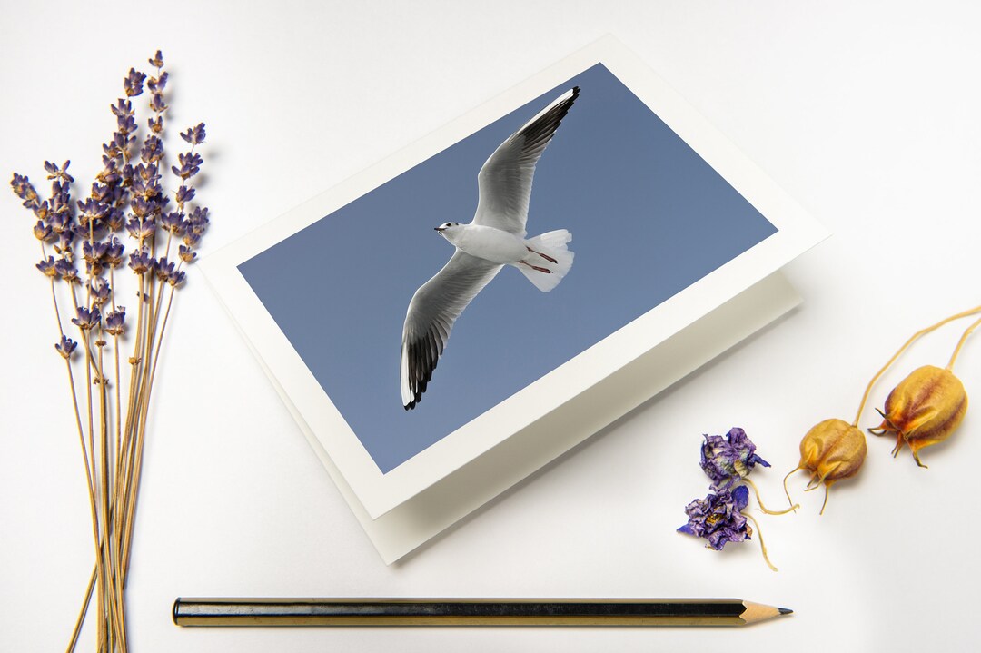 Greeting Card "flying Seagull" With Recycled Envelopes // Bird Fine Art ...