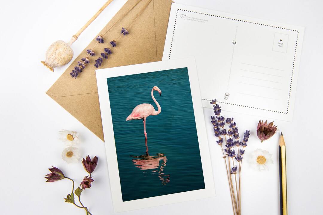 Flamingo Photography Postcard Set: Animal Stationery on Eco Paper (with ...