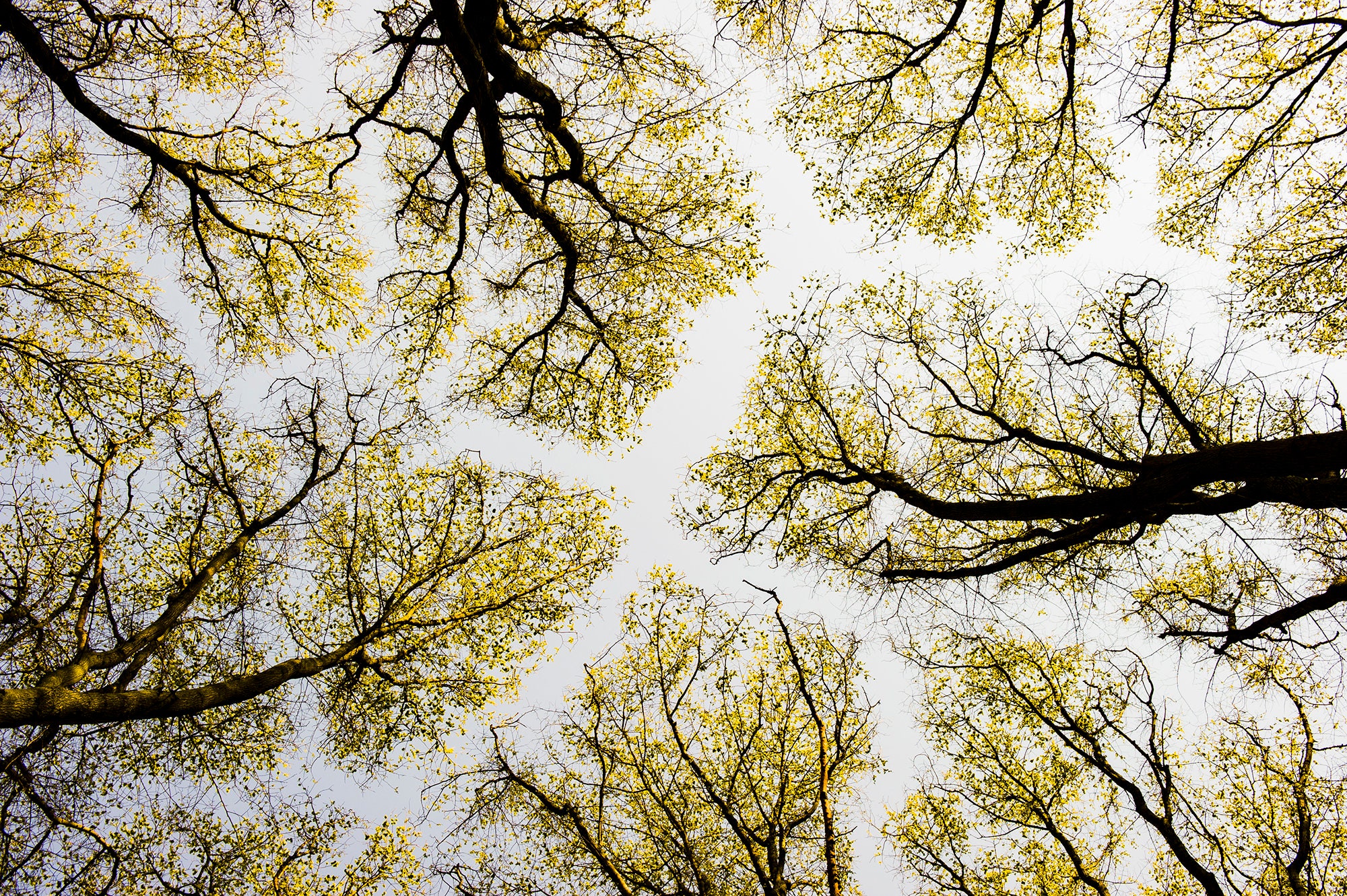 Tree Photography Print High Up In The Canopy II // | Etsy
