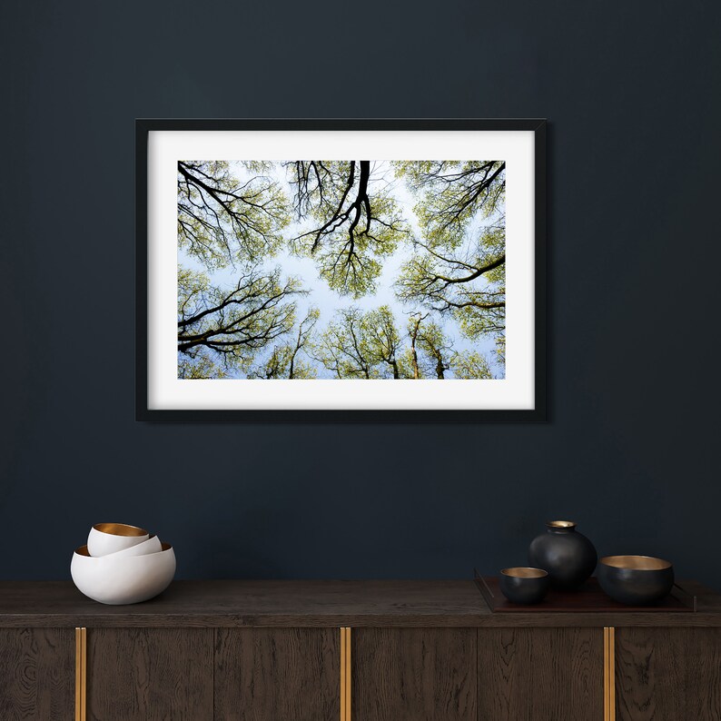 Forest Photography Print High Up In The Canopy III | Etsy