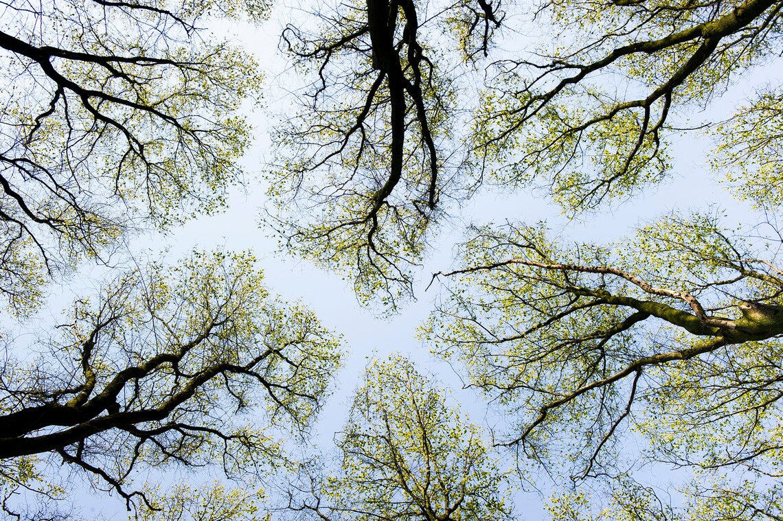 Canopy Photography Print high up in the Canopy I - Etsy