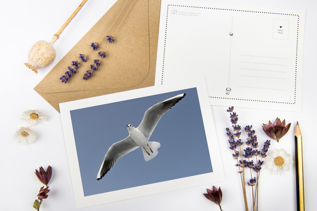 Postcard Set "flying Seagull" With Recycled Envelopes // Ecofriendly ...
