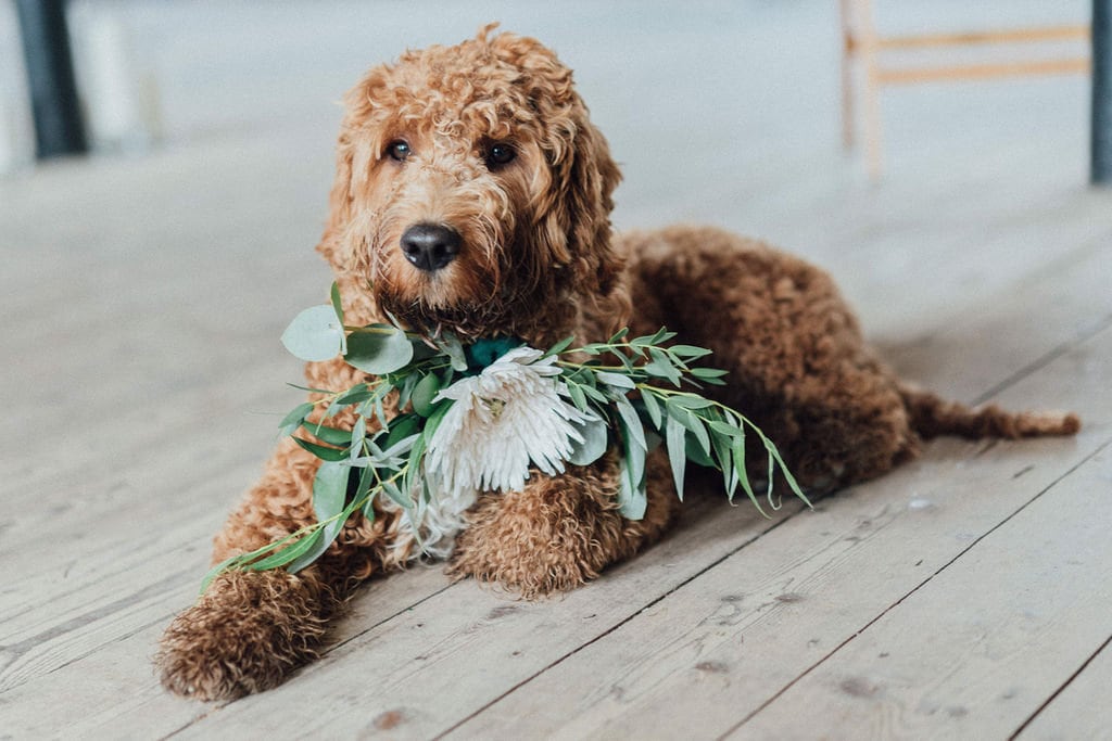 Dog Themed Wedding Table Plan - Etsy