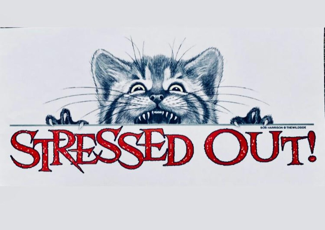 Stressed Out Kitty T Shirt-vintage Transfer on Gray T Shirt, Only One ...