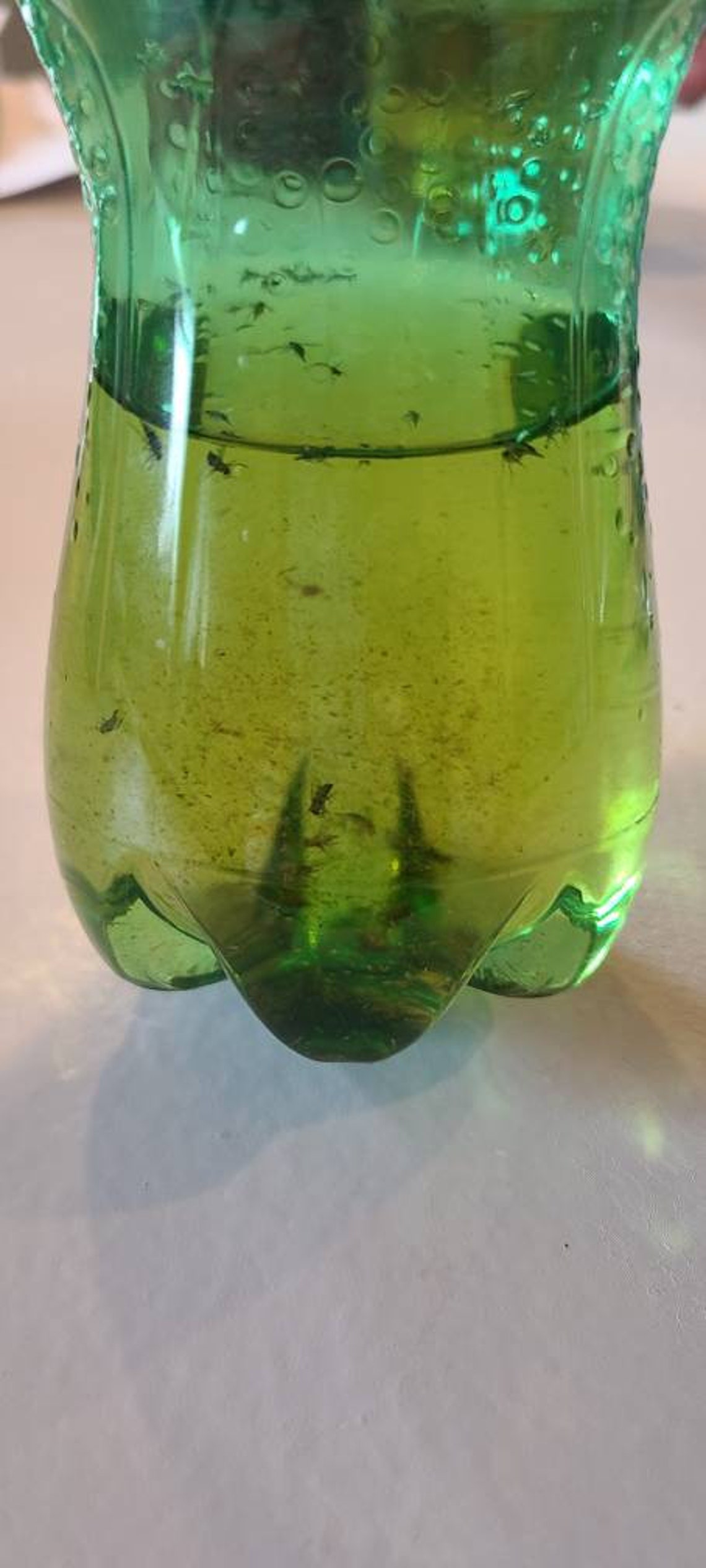 3d printed fruit fly traps | Etsy