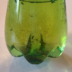 3d Printed Fruit Fly Traps - Etsy