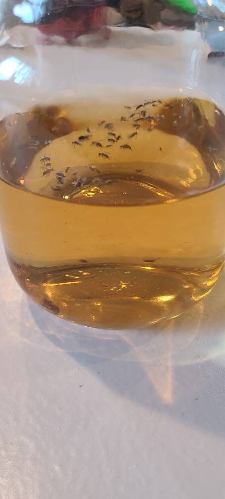 3d Printed Fruit Fly Traps - Etsy