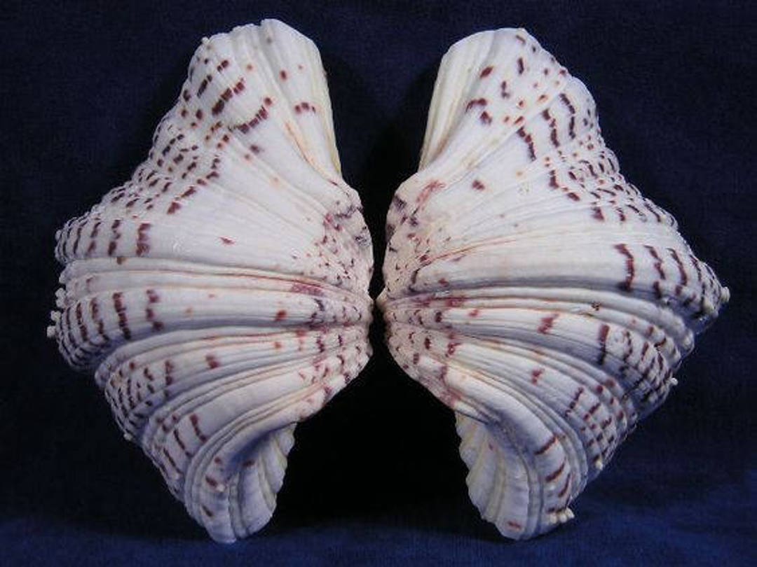 Large Real Bears Paw / Horse Hoof Hippopus Tridacna Giant Clam - Etsy