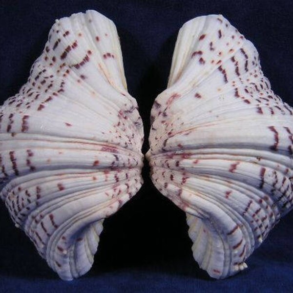 Giant Clam Shell - Etsy