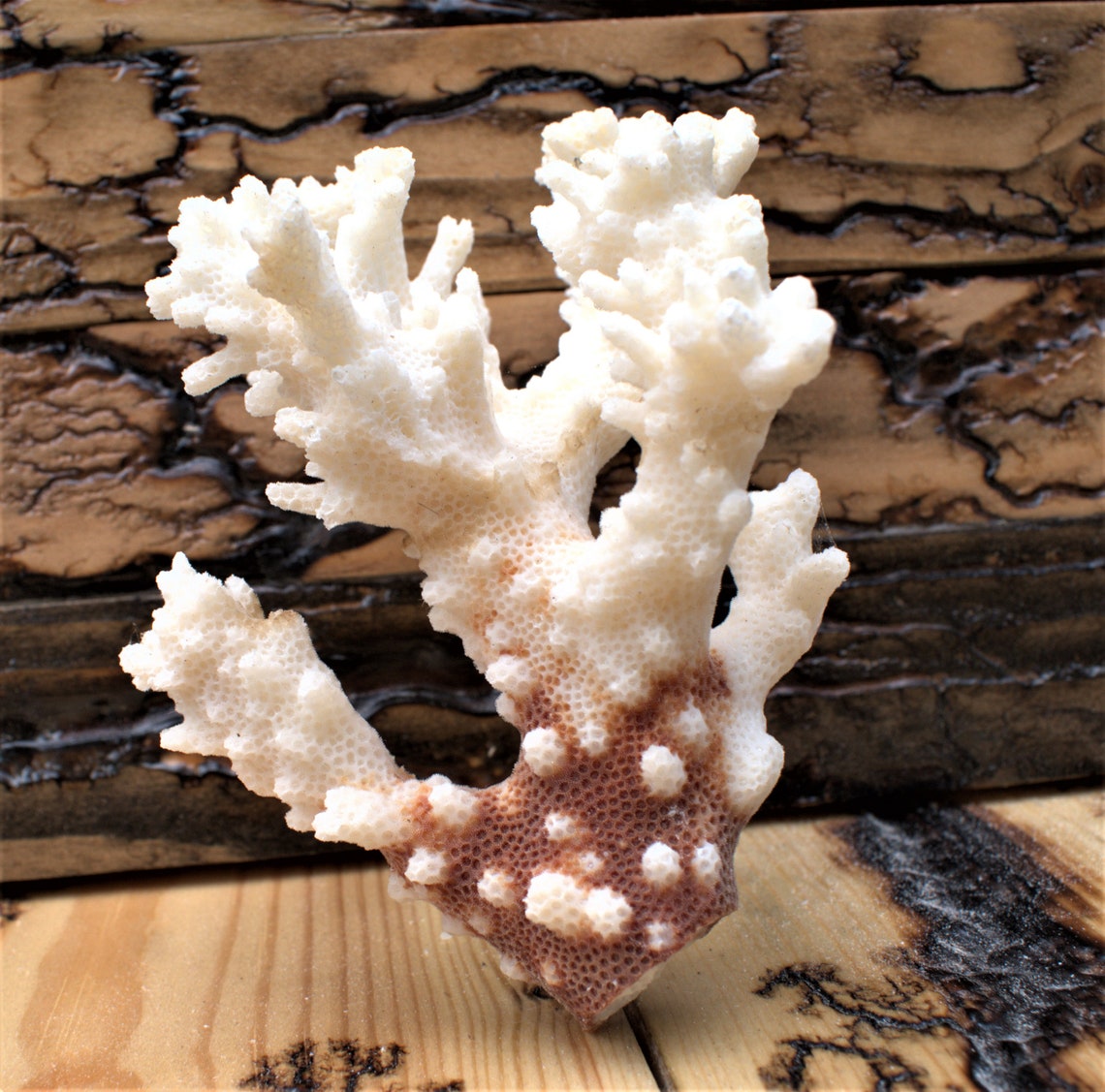 Sm Brown Stem Coral Bushy RARE Real Brown Stem Aquarium Coral | Etsy