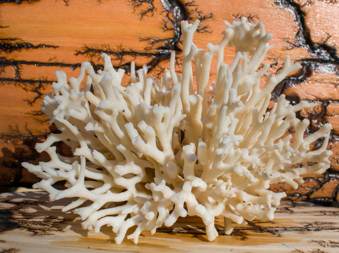 LG 8 Birds Nest Coral Fish Aquarium Ready Freshwater Saltwater Marine ...