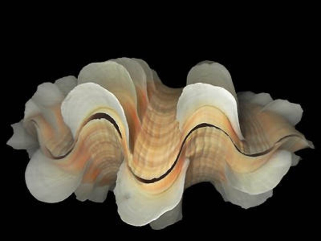 Rare Real Scaled Fluted Scaly Squamosa Tridacna Giant Clam Shell Real ...