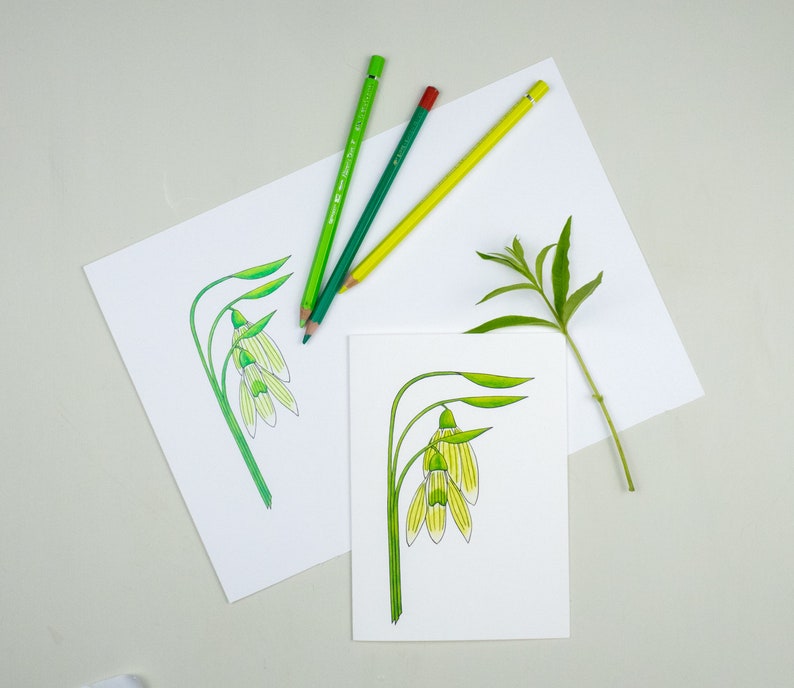 Snowdrop Card Spring Flower Card Botanical Art Card White - Etsy